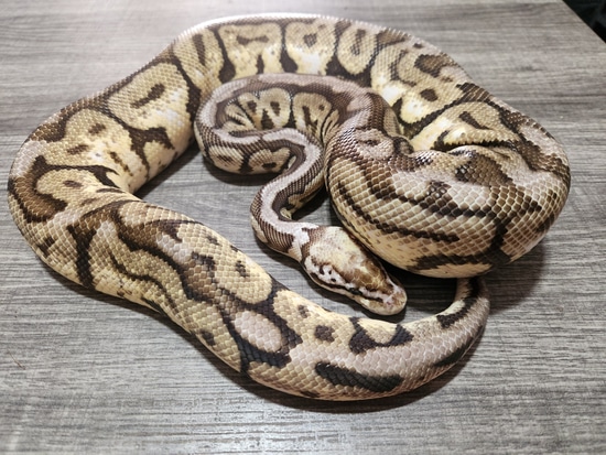 GHI Lesser Bee Ball Python by G&R Exotic Supply