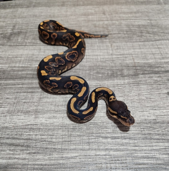 Black Head Black Pastel Pos Triple Het - Pied, Hypo, Albino Ball Python ...