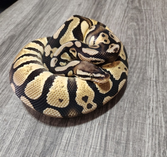 Firefly Ball Python by G&R Exotic Supply