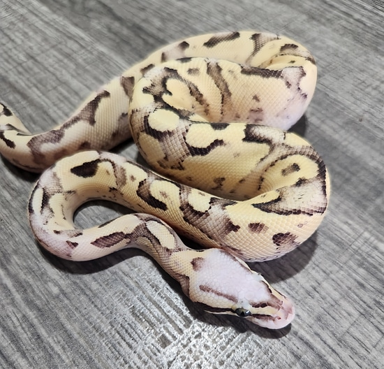 Vanilla Cream Ball Python by G&R Exotic Supply