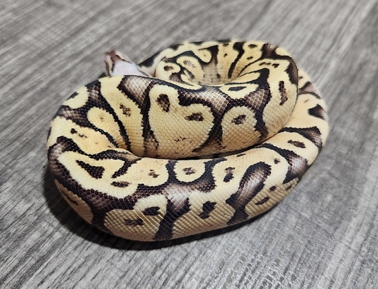 Super Vanilla Pastel Ball Python by G&R Exotic Supply