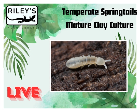 Temperature Springtails - 300+ Ct - 8oz Clay Culture Isopod by Riley's ...
