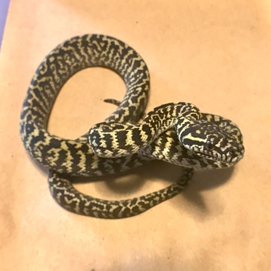 Zebra Jungle Jungle Carpet Python by Riley's Reptiles