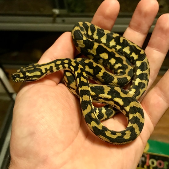 Jungle Carpet Python by Riley's Reptiles