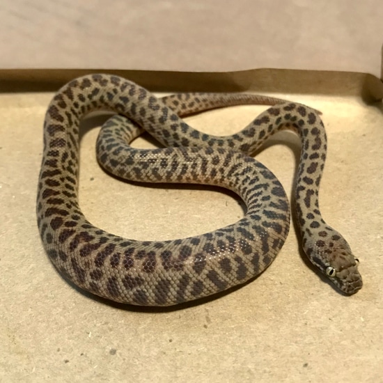 Children’s Python Children's Python by Riley's Reptiles