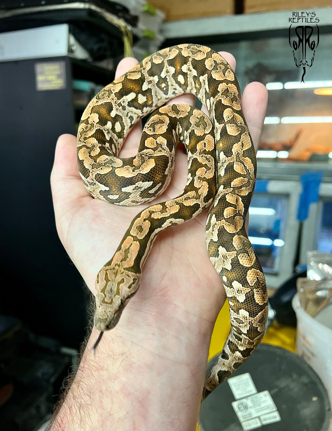 2020 Female Dumeril’s Boa Ground Boa by Riley's Reptiles - MorphMarket