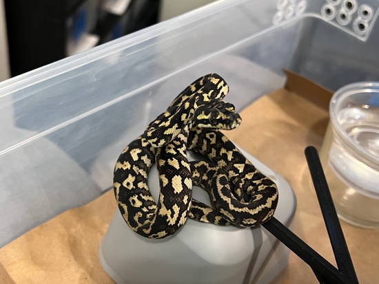 2021 Female Jungle Carpet Python by Riley's Reptiles