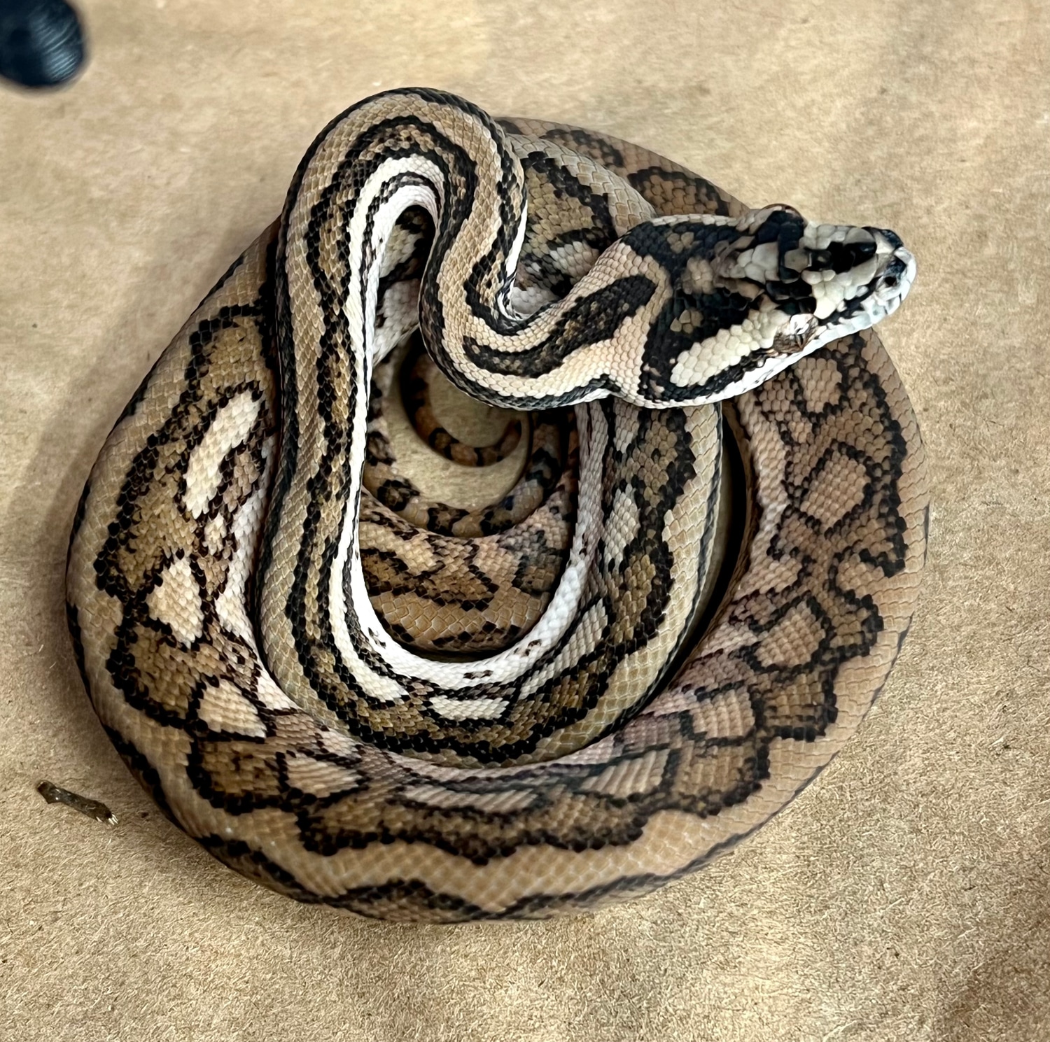 2021 Caramel Citrus Tiger Het Albino Male Other Carpet Python by Riley ...