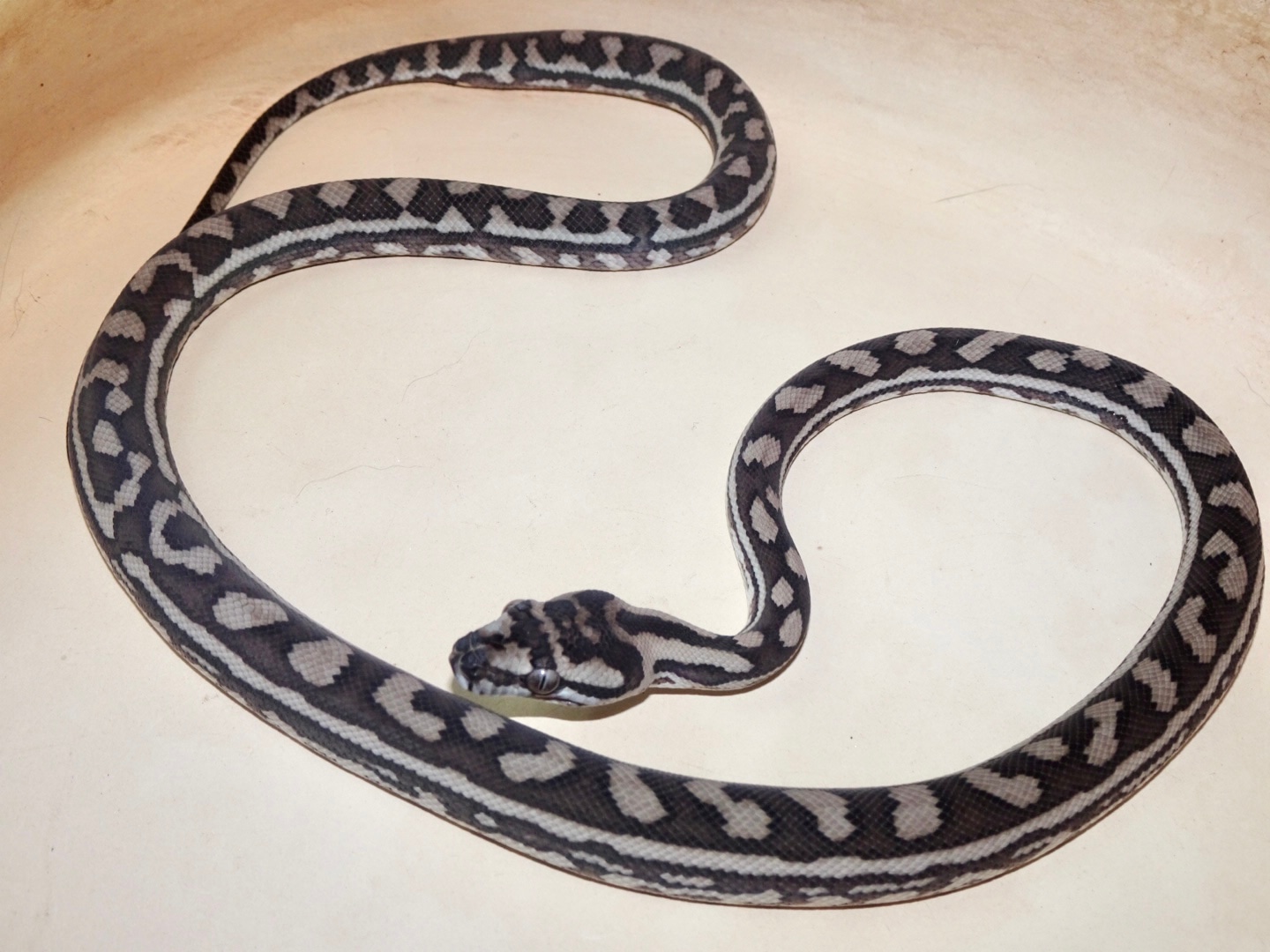 66% Ph Axanthic Coastal Carpet Python by Riley's Reptiles - MorphMarket