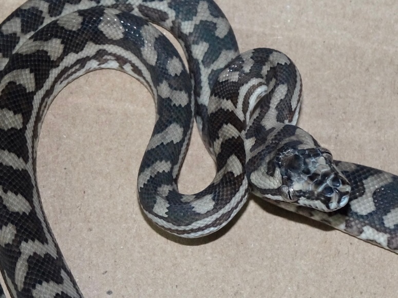 66% Ph Axanthic Coastal Carpet Python by Riley's Reptiles - MorphMarket