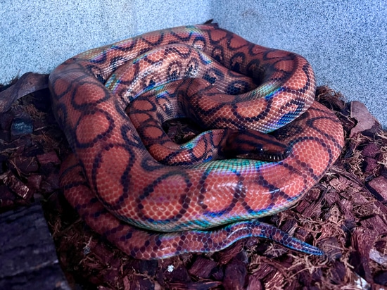 Red Brazilian Rainbow Brazilian Rainbow Boa by Riley's Reptiles