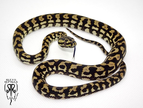 Female Jungle Carpet Python by Riley's Reptiles