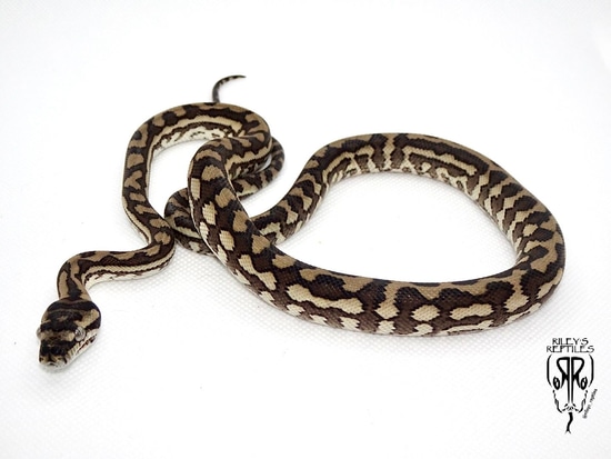 Male Coastal 66% Pos Het Axanthic Coastal Carpet Python by Riley's Reptiles