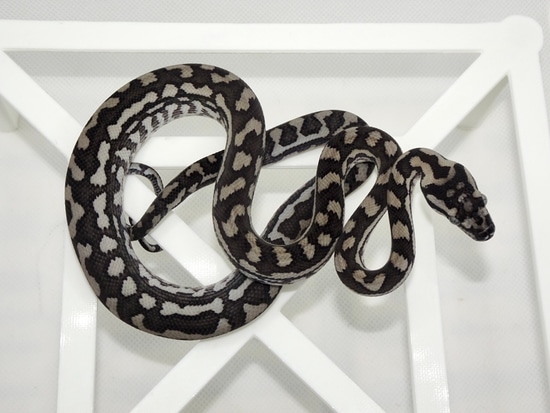 Axanthic Coastal Coastal Carpet Python by Riley's Reptiles
