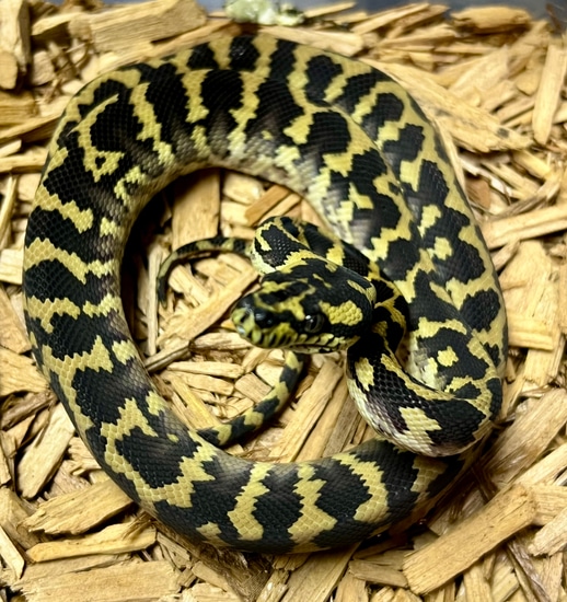 Papuan Carpet Python Irian Jaya Carpet Python by Riley's Reptiles