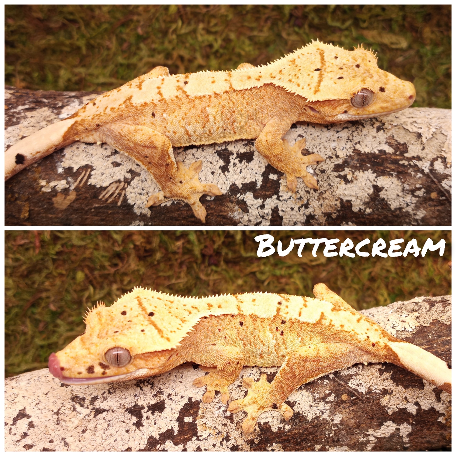 Cream On Yellow Flame Crested Gecko by Rilwater Reptiles - MorphMarket