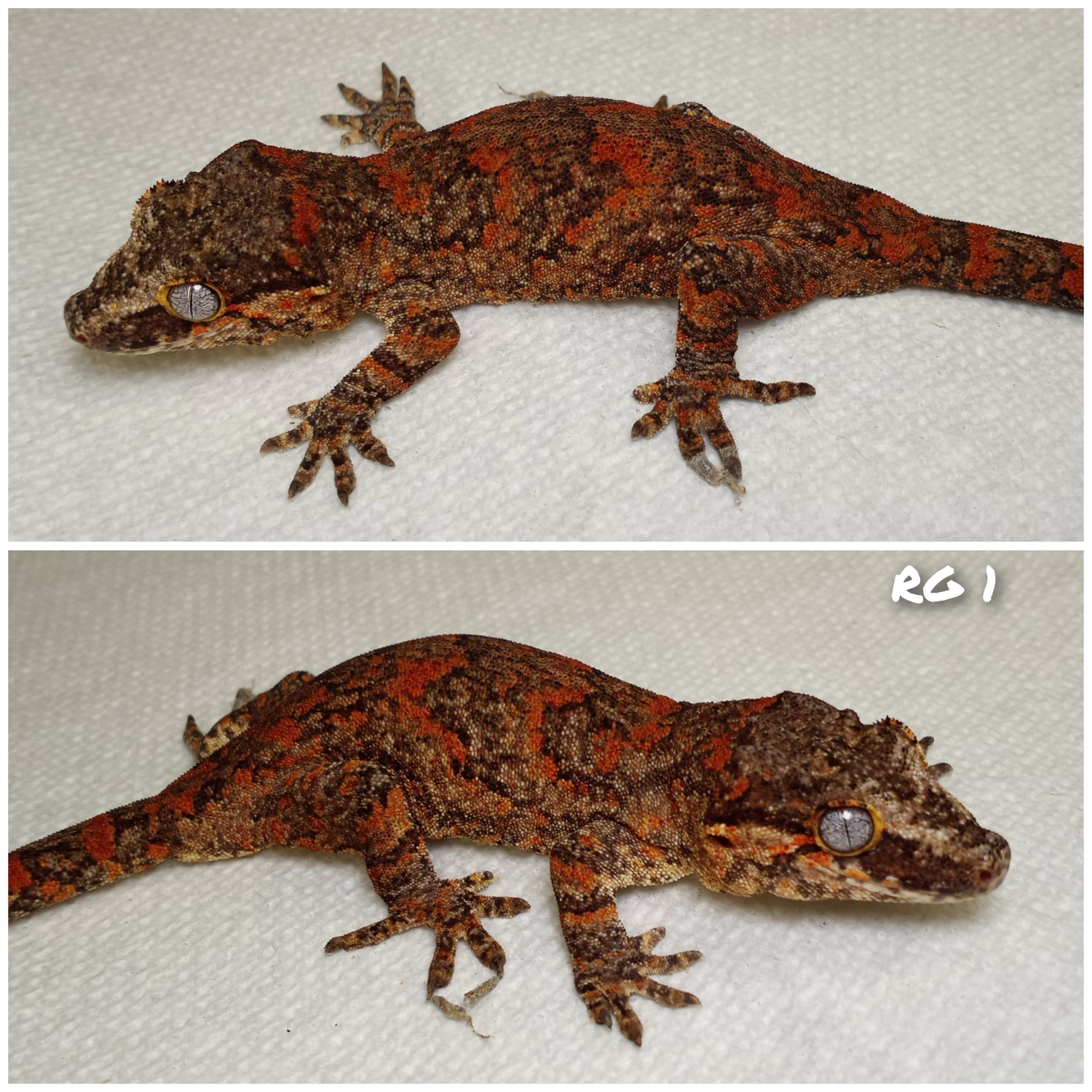 Free Shipping - Red Blotch Gargoyle Gecko by Rilwater Reptiles ...