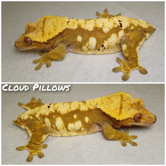 Proven Female With White Spots Crested Gecko by Rilwater Reptiles