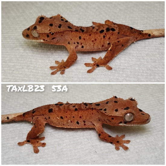 Free Shipping - Red Spot Super Dal Crested Gecko by Rilwater Reptiles