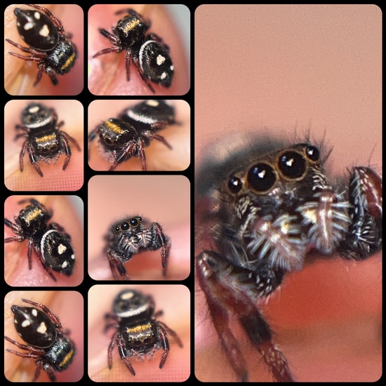 Regal Jumping Spiders Sling by The Bee’s Eight Knees