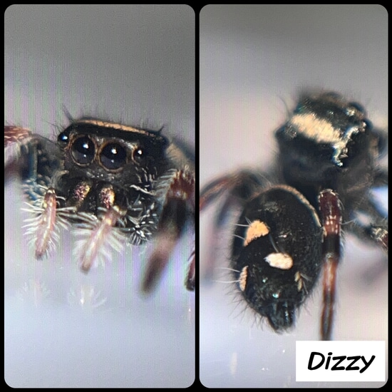 Regal Jumping Spider Sling I6 “DIZZY” by The Bee’s Eight Knees
