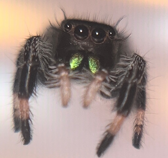 Regal Jumping Spider Sling I7 “IGGY” by The Bee’s Eight Knees