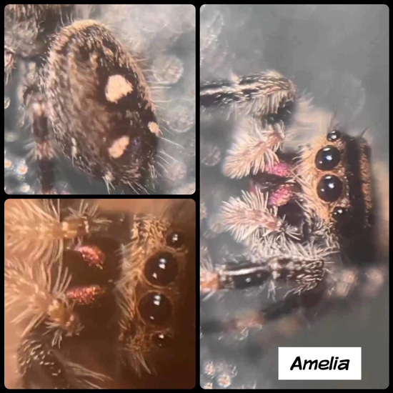 Regal Jumping Spider Juvie Amelia by The Bee’s Eight Knees