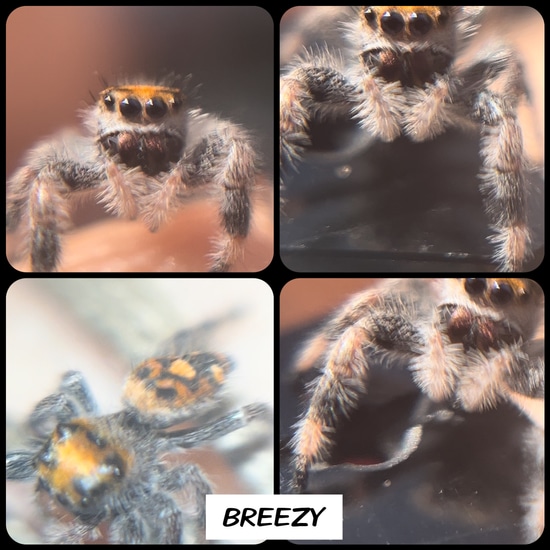 Regal Jumping Spider I6 Female Breezy by The Bee’s Eight Knees