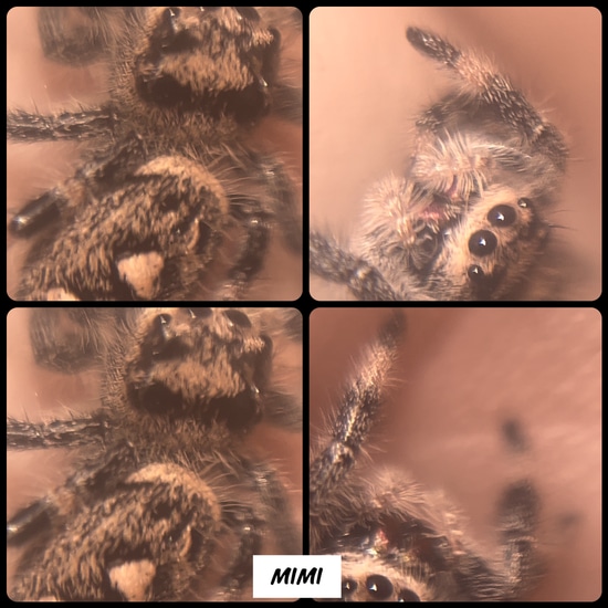 Regal Jumping Spider I6 Femal “MIMI” by The Bee’s Eight Knees