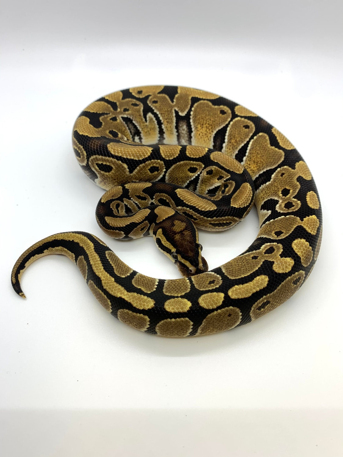 Vanilla Het Ghost Ball Python by Ring Reptiles - MorphMarket