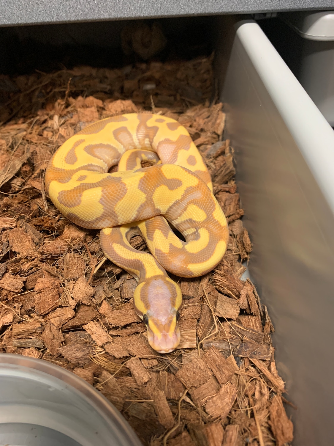 Banana Enchi Leopard Phantom Ball Python by Ring Reptiles - MorphMarket