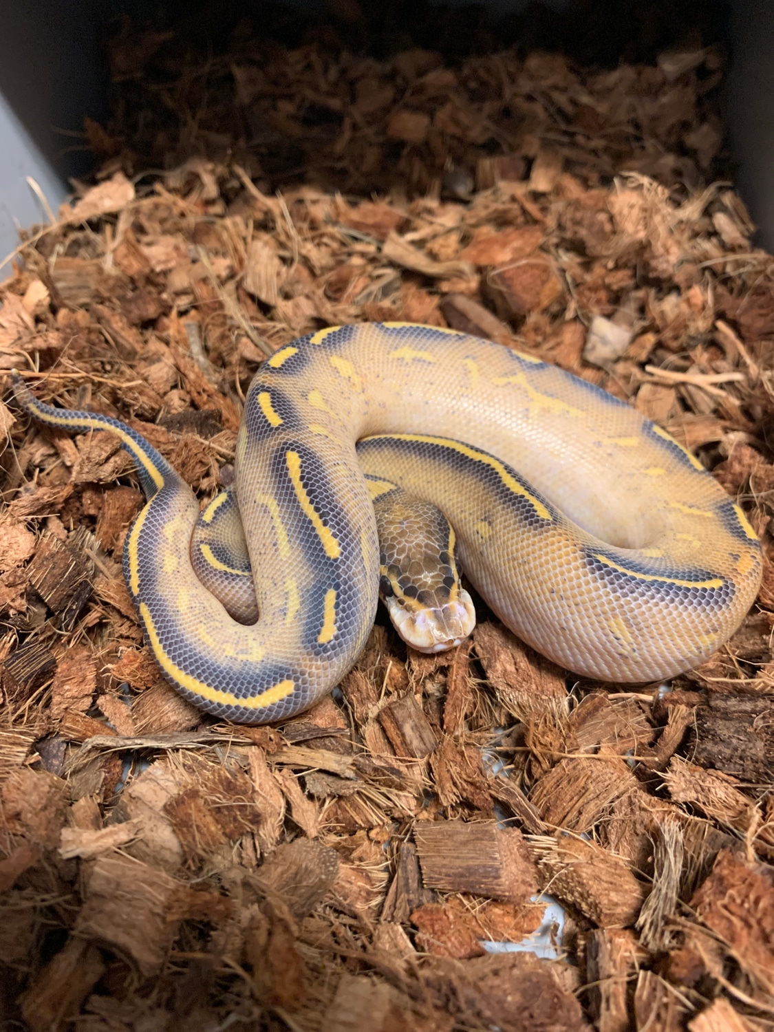 Highway Possible Het Candy Or Albino Ball Python by Ring Reptiles ...