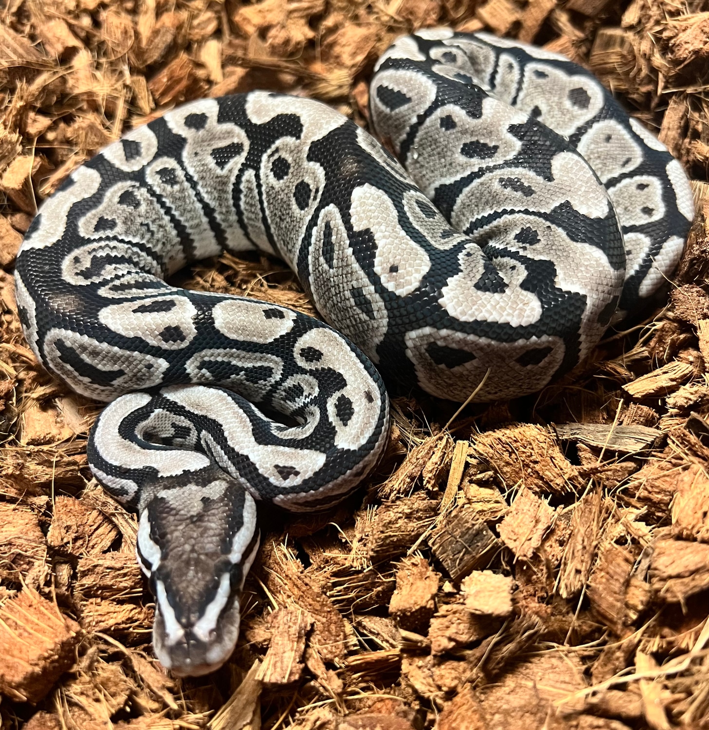Fire Axanthic (TSK) Ball Python by Ring Reptiles - MorphMarket