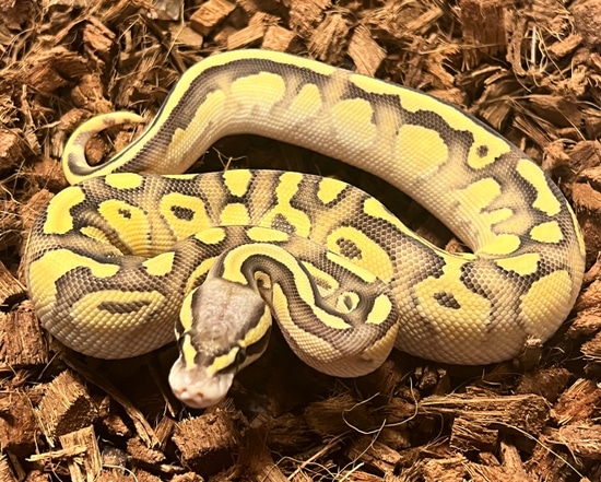 Fire Lesser Orange Dream Pastel Ball Python by Ring Reptiles