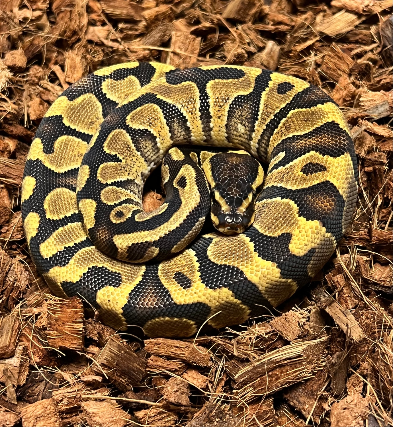 Enchi Yellow Belly Ball Python by Ring Reptiles - MorphMarket