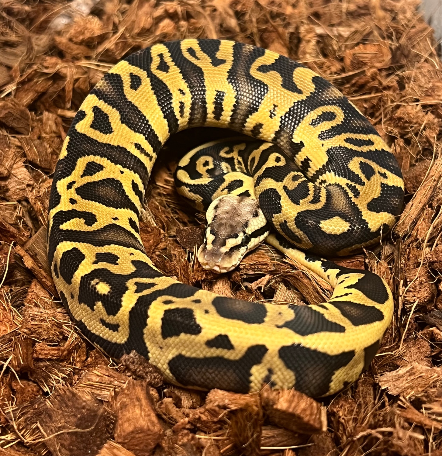 GHI Leopard Pastel Het Clown Ball Python by Ring Reptiles - MorphMarket
