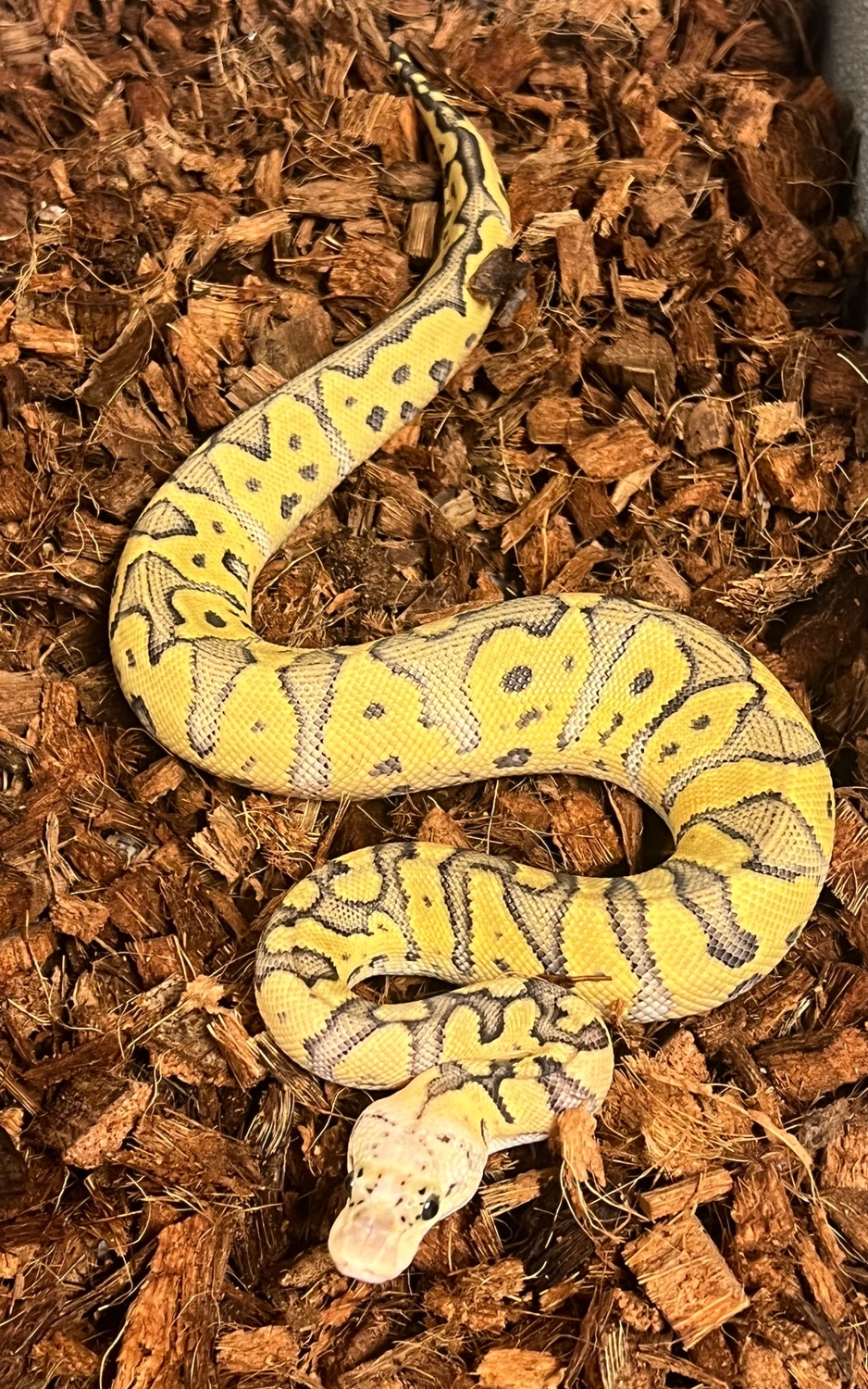 Killer GHI Clown Ball Python by Ring Reptiles - MorphMarket