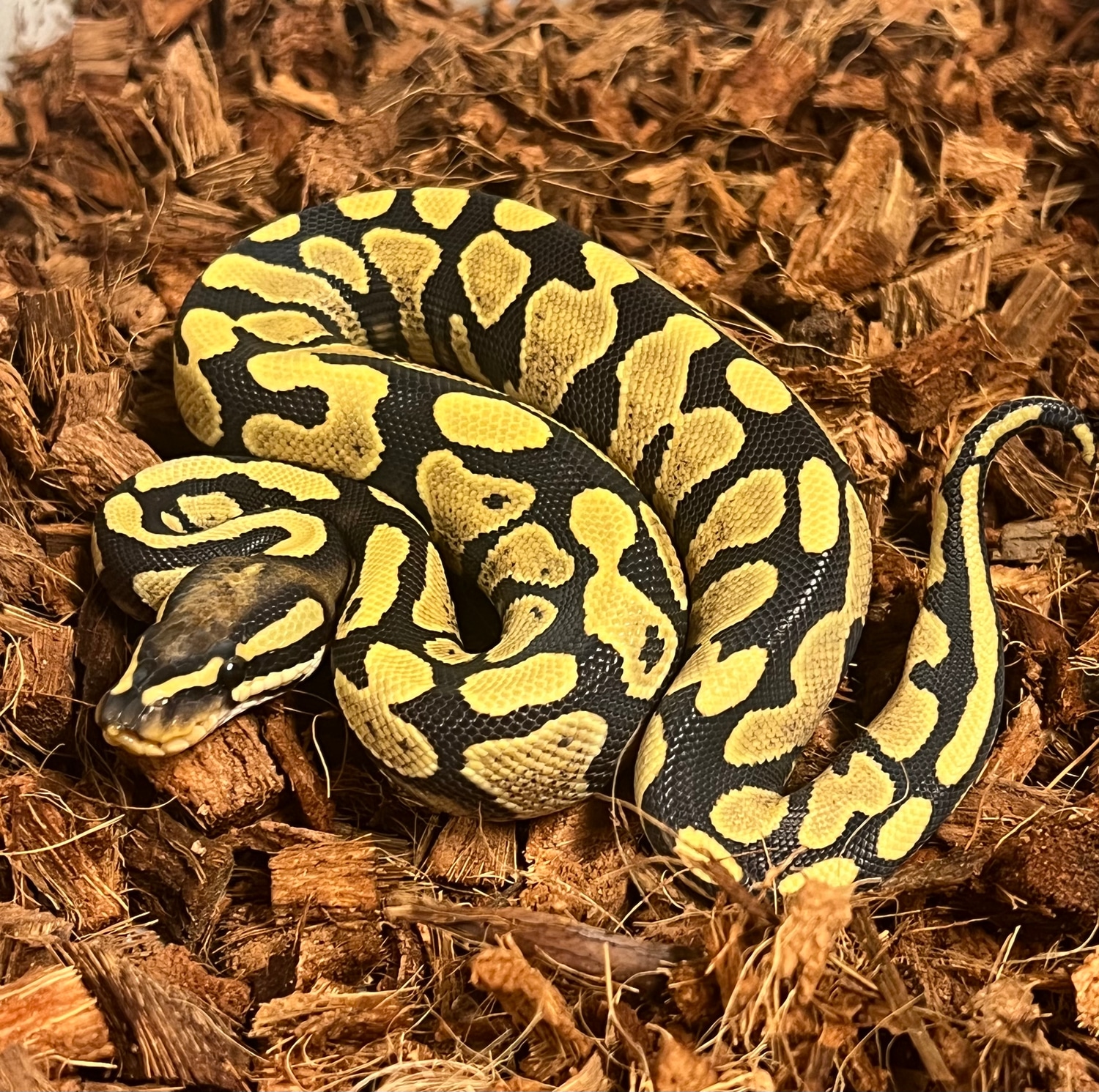 Yellowbelly Desert Ghost 50% Het Clown Ball Python by Ring Reptiles ...