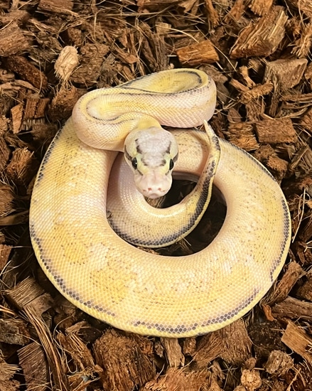 Pastel Puma Ball Python by Ring Reptiles
