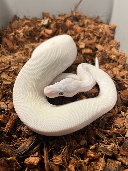 BEL Ghost Ball Python by Ring Reptiles
