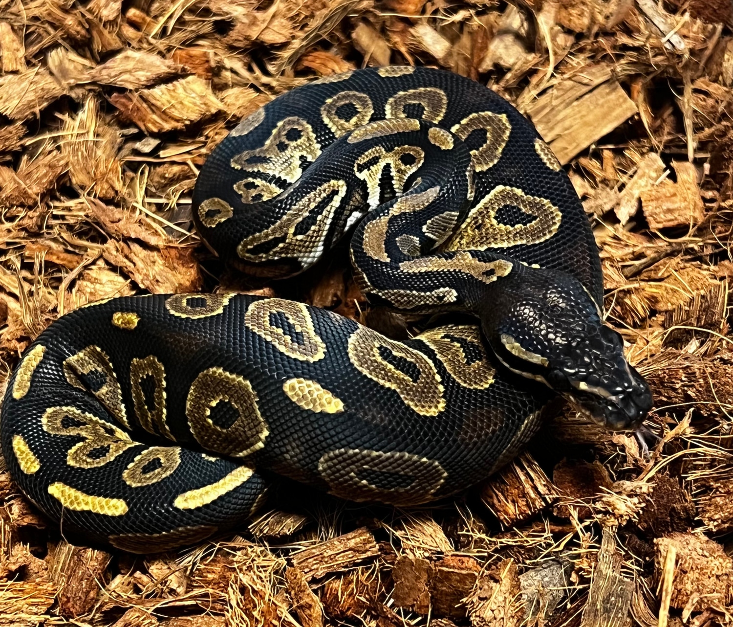 Black Head Ball Python by Ring Reptiles - MorphMarket