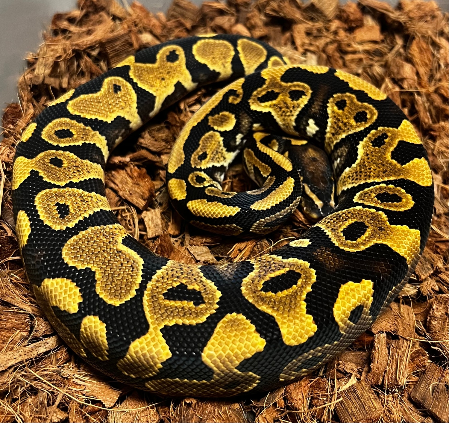 Yellow Belly Ball Python by Ring Reptiles - MorphMarket