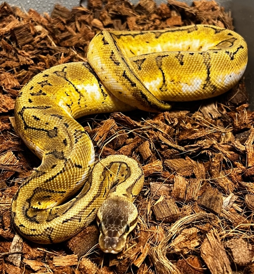 Calico Enchi Pastel Pinstripe Orange Dream Ball Python by Ring Reptiles