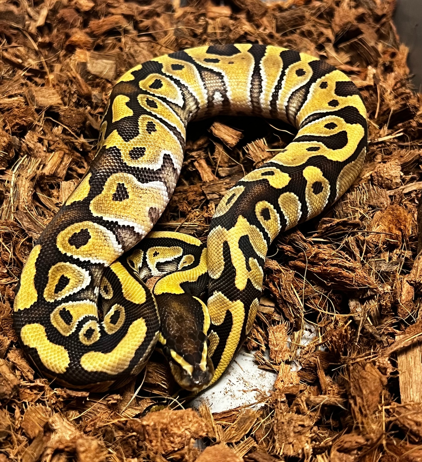 Enchi Phantom Ball Python by Ring Reptiles - MorphMarket