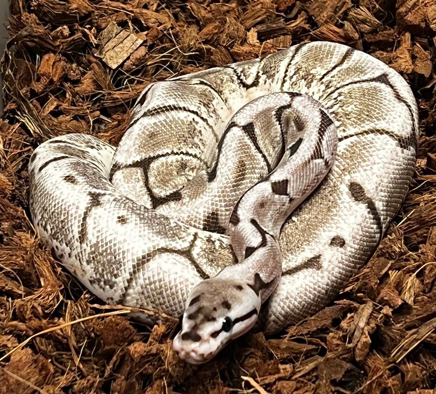 Enchi Fire Spider Axanthic (TSK) Ball Python by Ring Reptiles - MorphMarket
