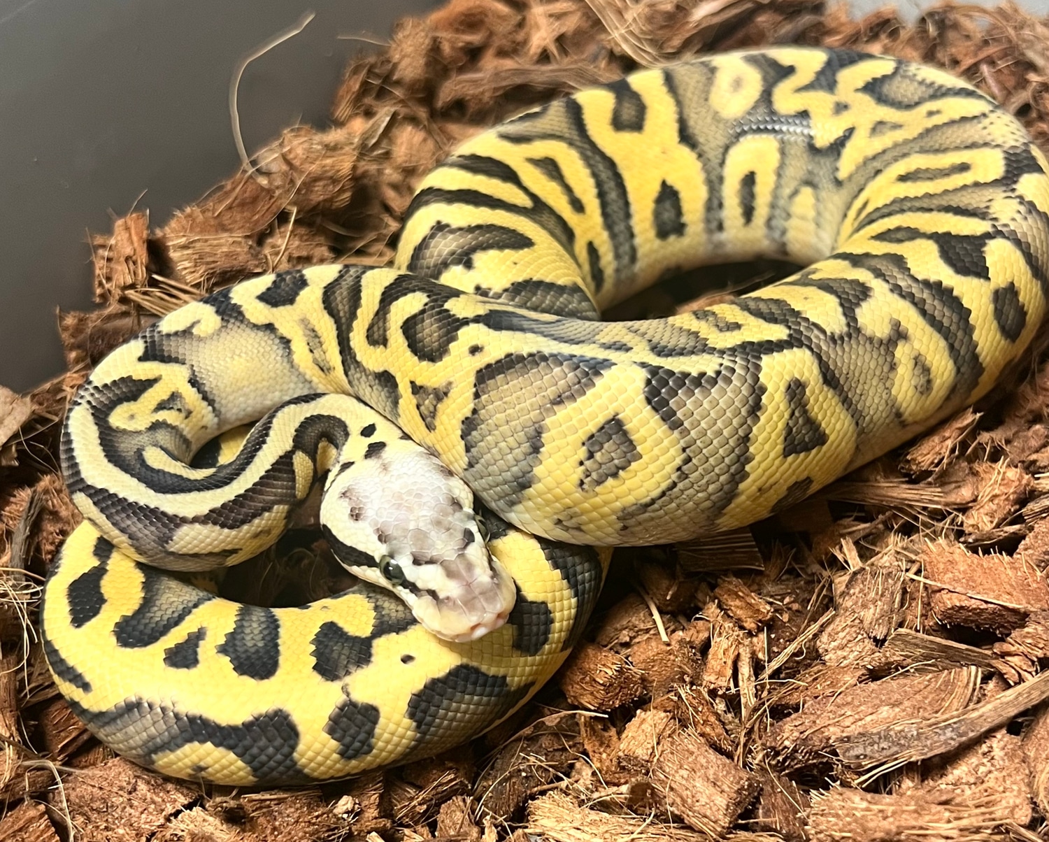 Killer GHI Leopard Het Clown Ball Python by Ring Reptiles - MorphMarket