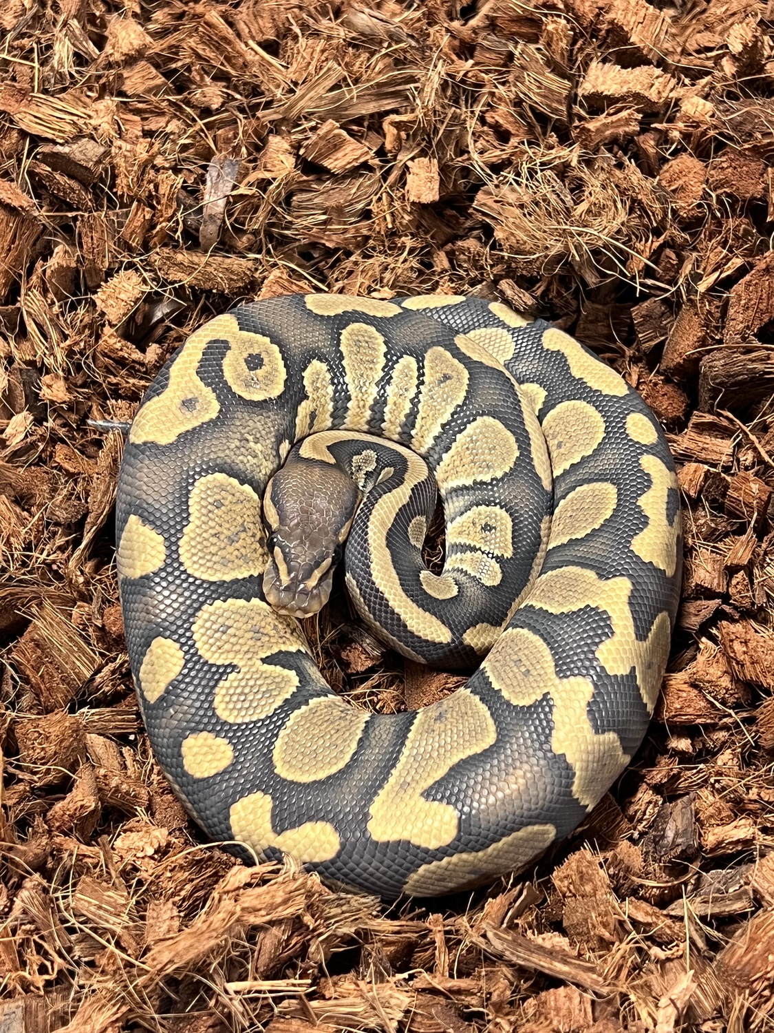 Chocolate Hypo Het Desert Ghost Ball Python by Ring Reptiles - MorphMarket