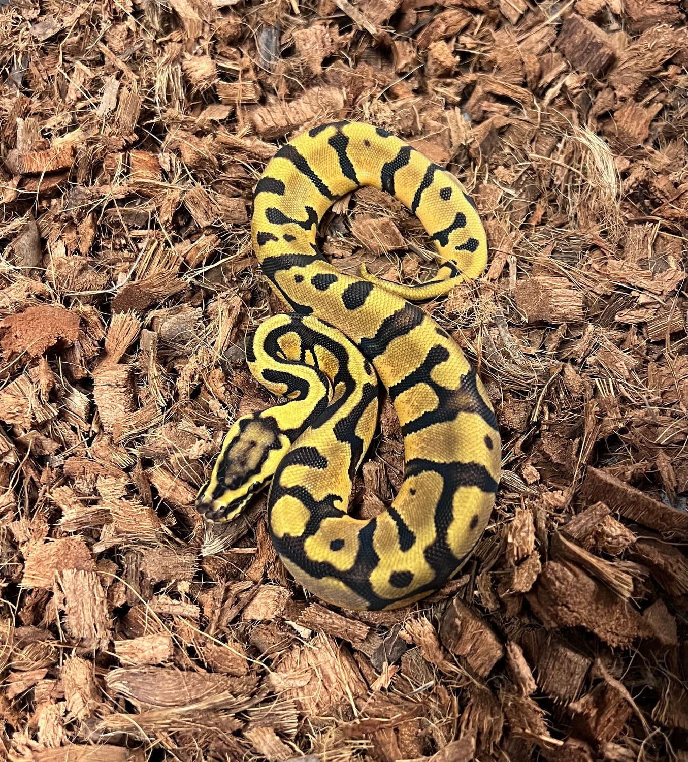 Acid Enchi Ball Python by Ring Reptiles - MorphMarket