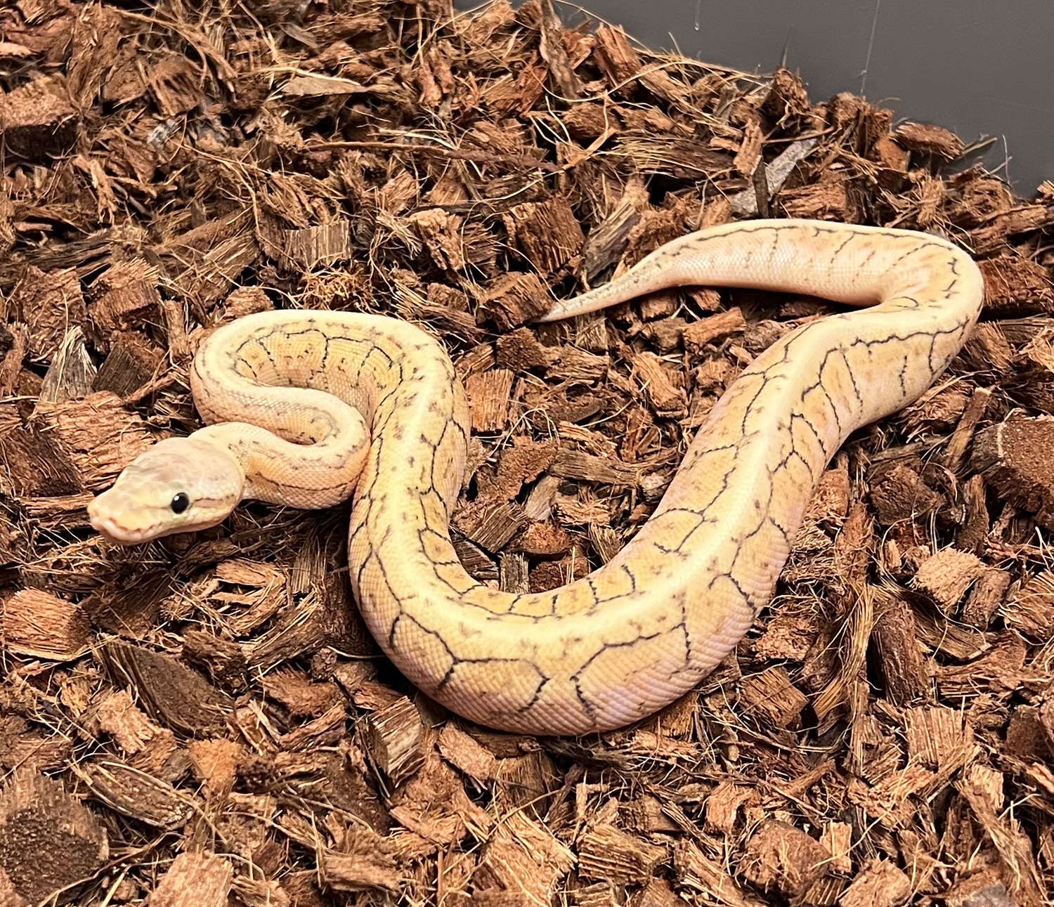 Calico Lemonblast Spotnose Hypo Ball Python by Ring Reptiles - MorphMarket