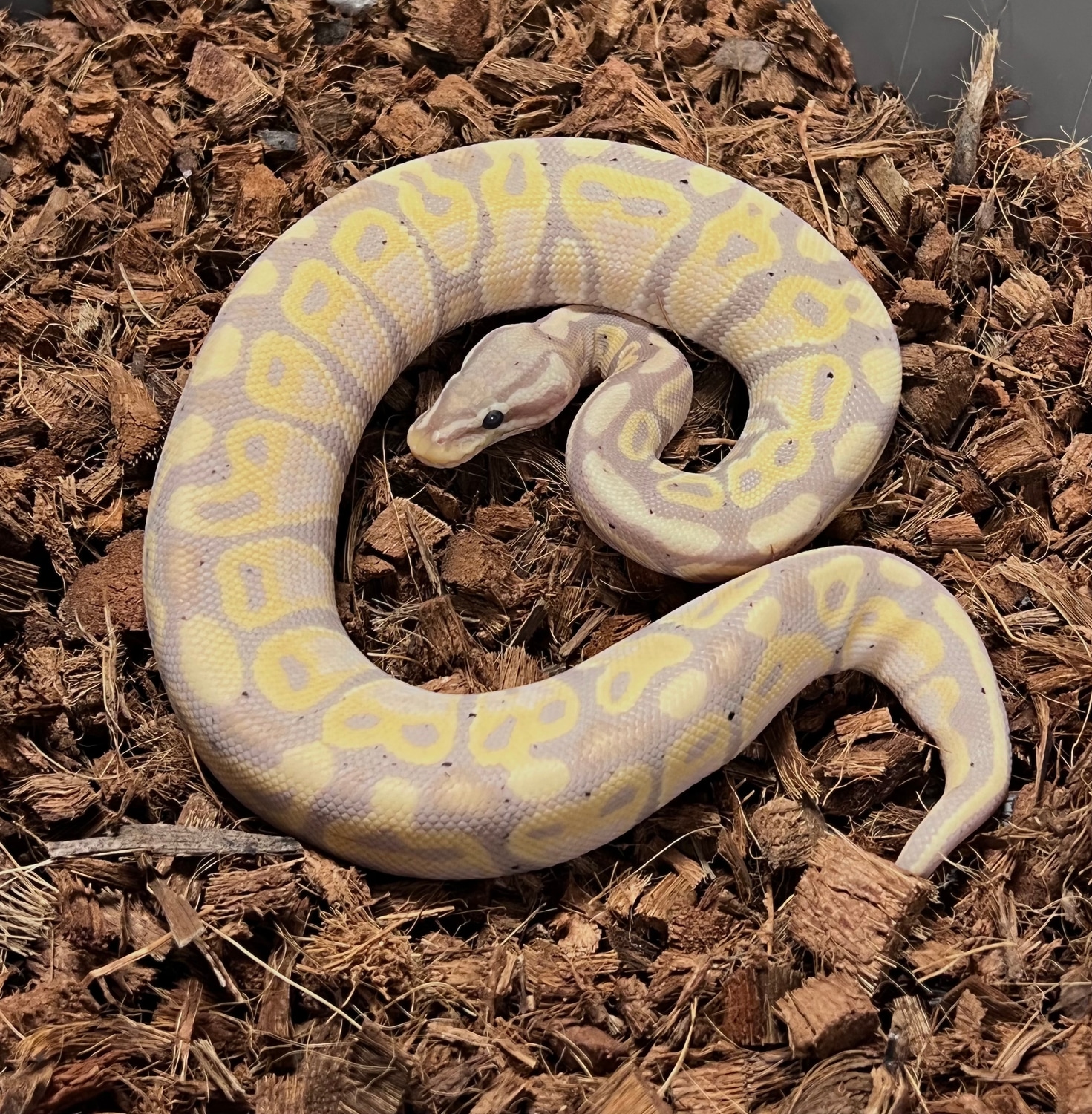 Banana Pastel Ball Python by Ring Reptiles - MorphMarket